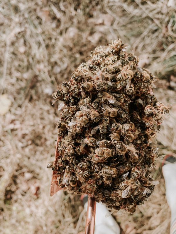 Lessons In Beekeeping. Losing a Hive. - Abigail Albers