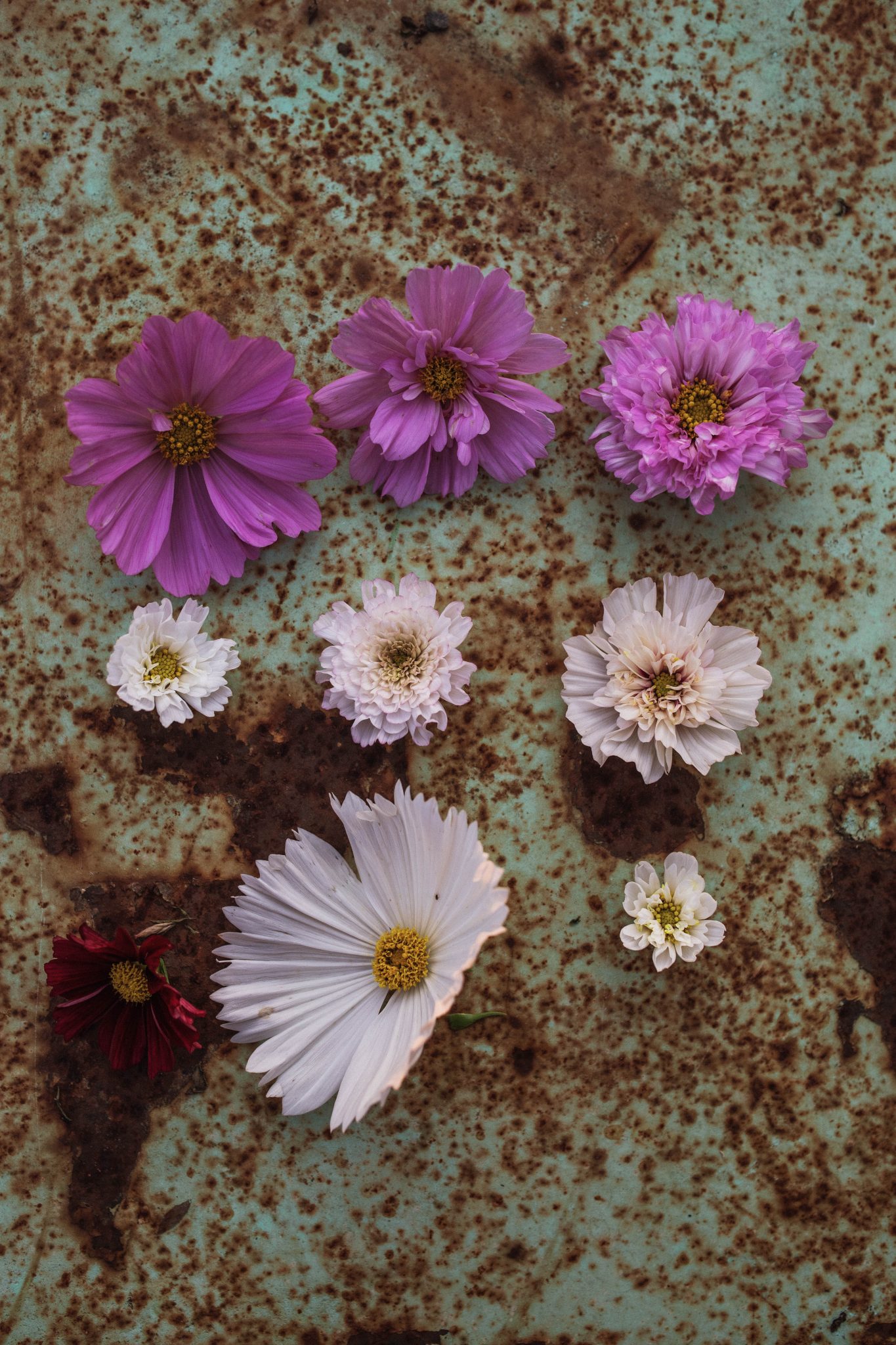 14 Places to Buy Cut Flower Seeds - Abigail Albers